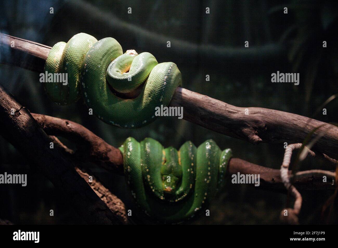 Green tree python sleeping on the tree branch Stock Photo - Alamy