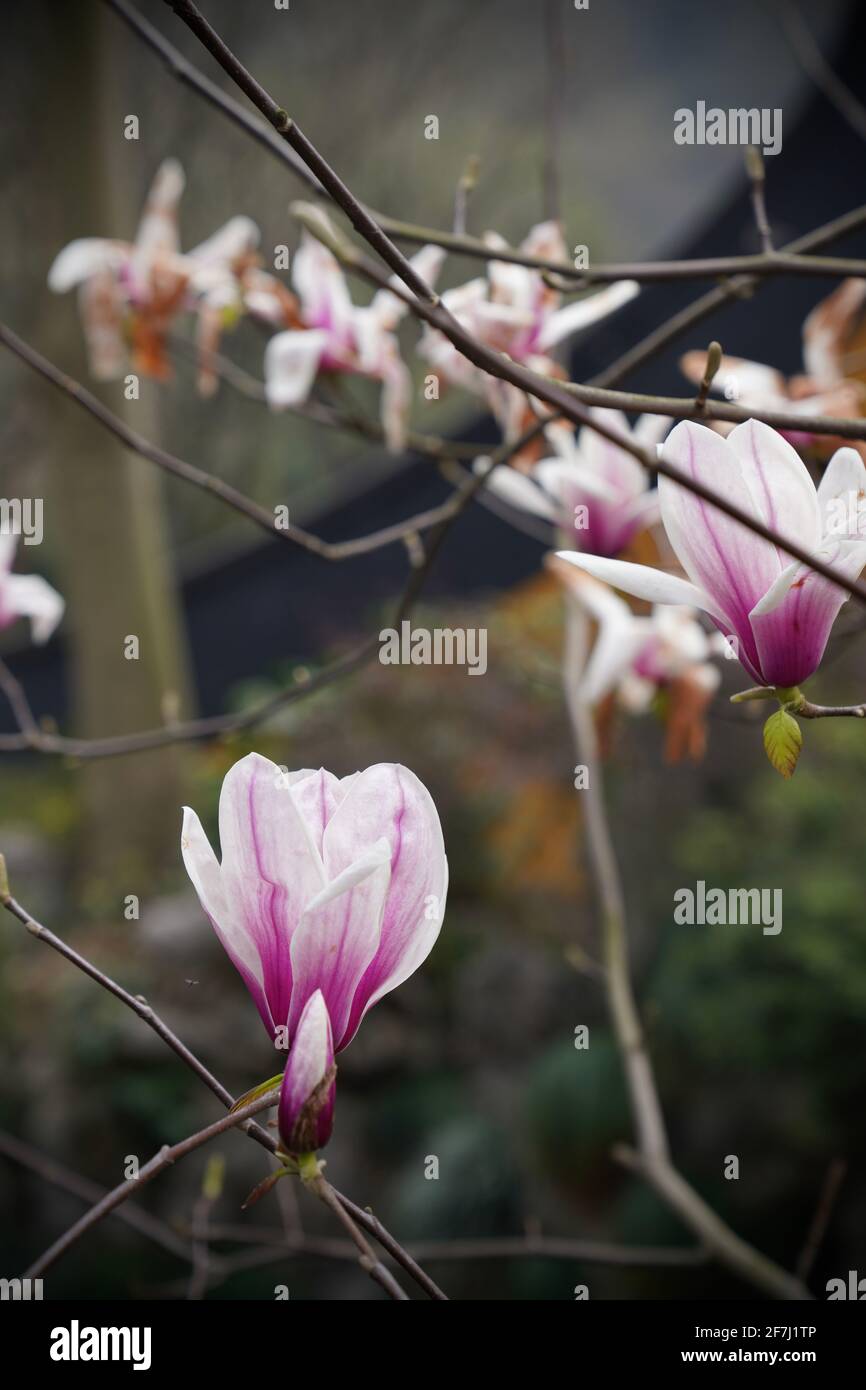 Yulania denudata, pink flowers blooming during spring Stock Photo - Alamy