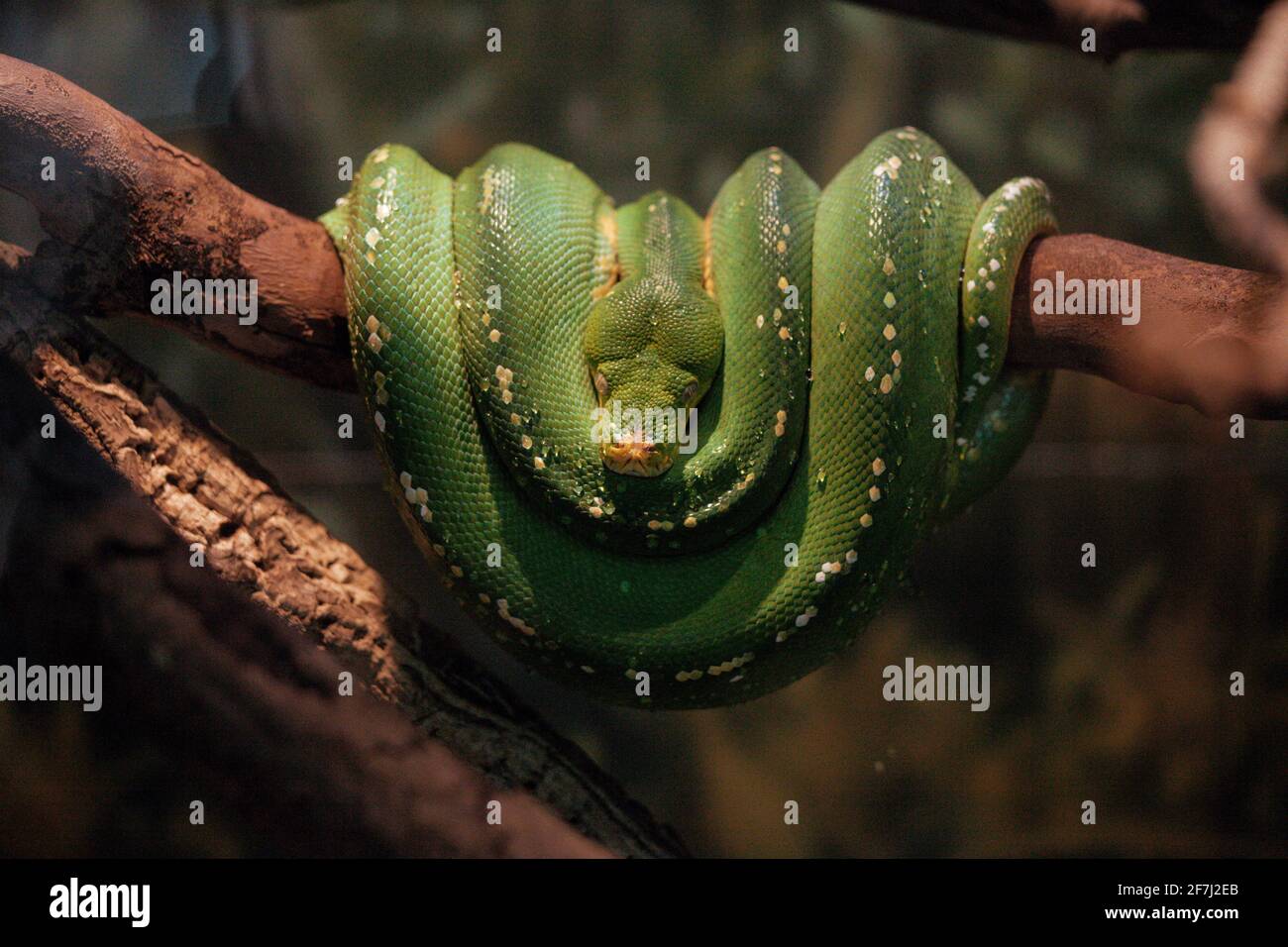 Green tree python sleeping on the tree branch Stock Photo - Alamy