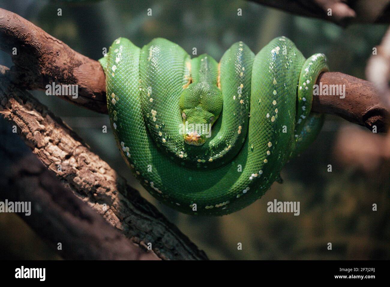 Green tree python sleeping on the tree branch Stock Photo - Alamy