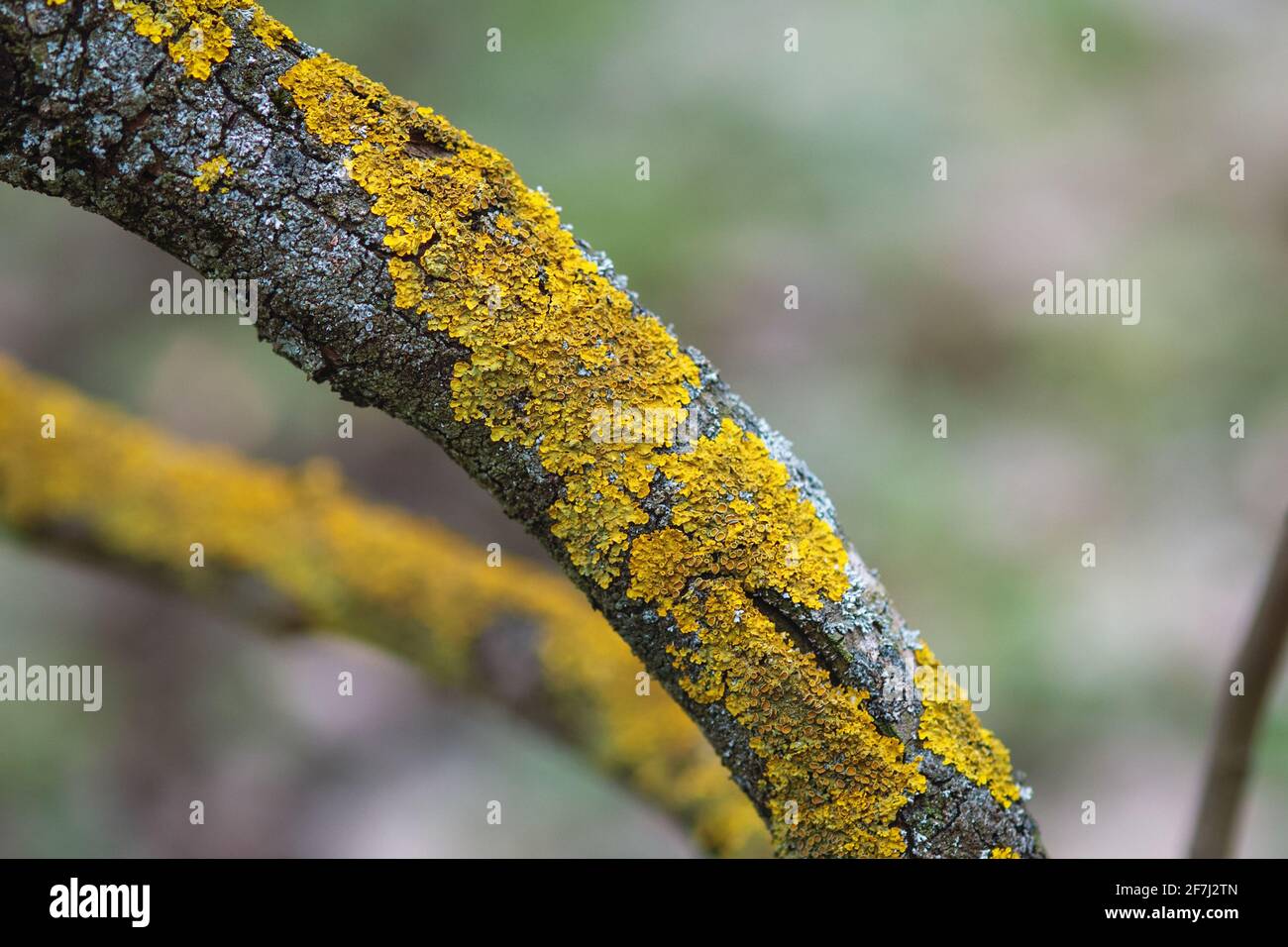 Yellow tree lichen on old Syringa trunk Stock Photo - Alamy