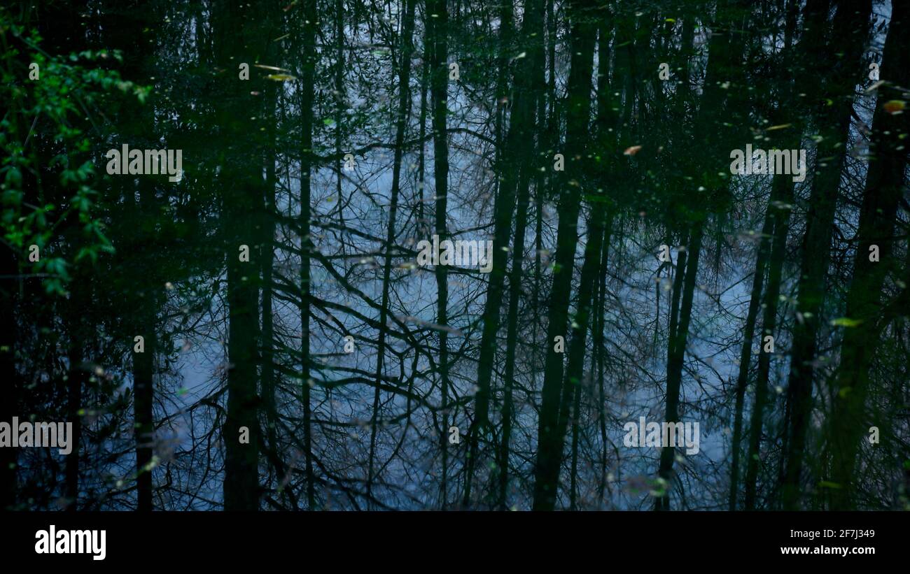 Reflection of trees on still water during night fall Stock Photo - Alamy