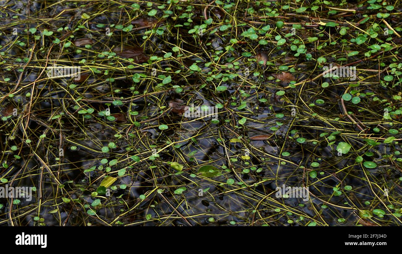 Hydrocotyle vulgaris hi-res stock photography and images - Alamy