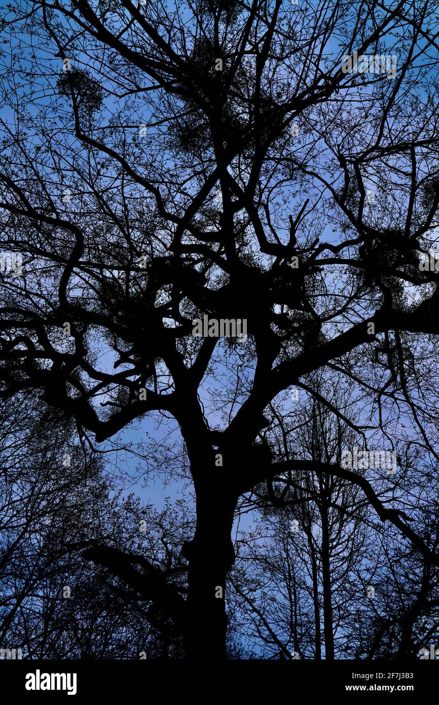 Tree with lots of branches hi-res stock photography and images - Alamy