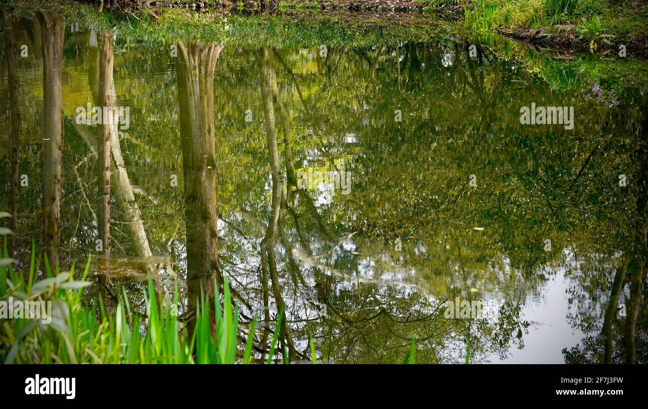 Green trees and grasses with their reflection on still water Stock ...