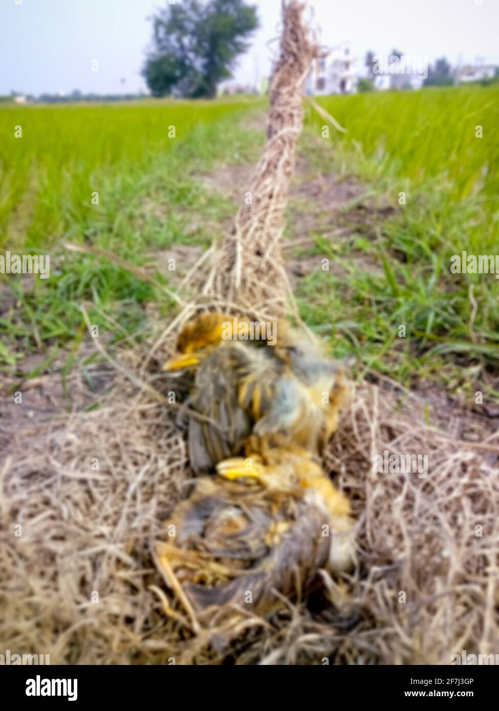 Blurred soft birds dead on its nest. Baby Jungle babbler birds died for ...