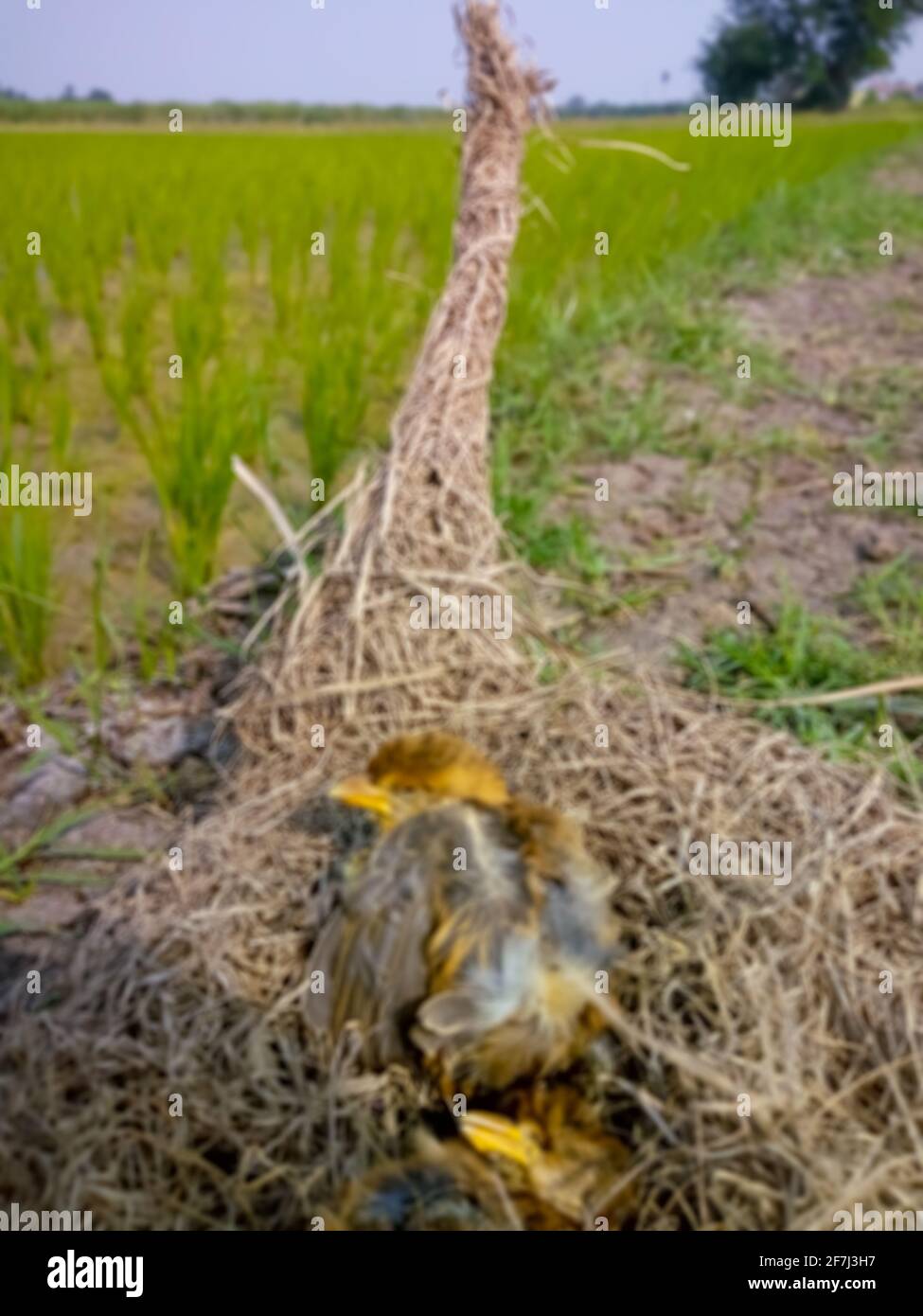 Blurred soft birds dead on its nest. Baby Jungle babbler birds died for ...