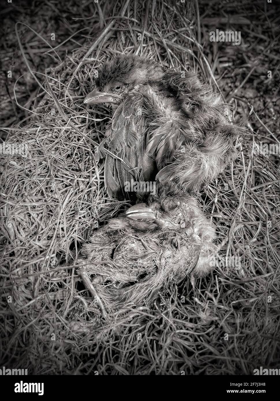 Baby Twin birds dead on its nest. Baby Jungle babbler birds died for no ...