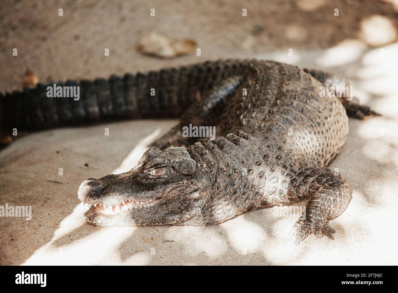 Sleeping crocodile hi-res stock photography and images - Alamy