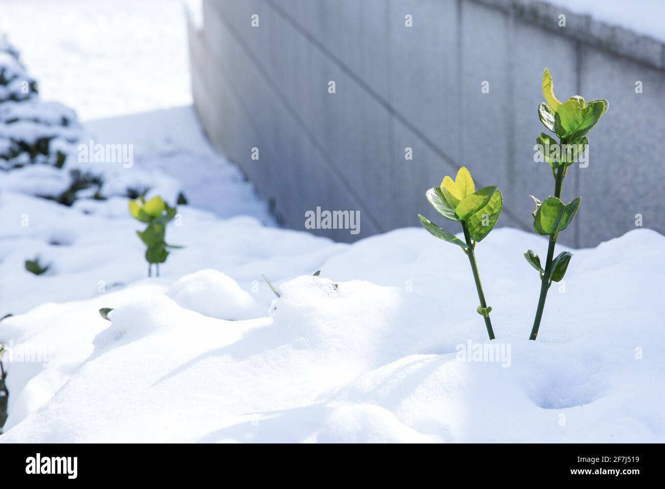 plant growing from snow Stock Photo - Alamy