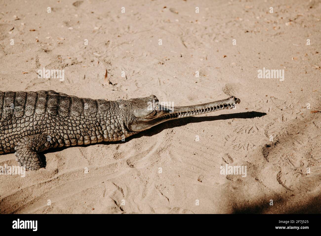 Gharial - full body and close up detail shots. Indian crocodile Stock ...