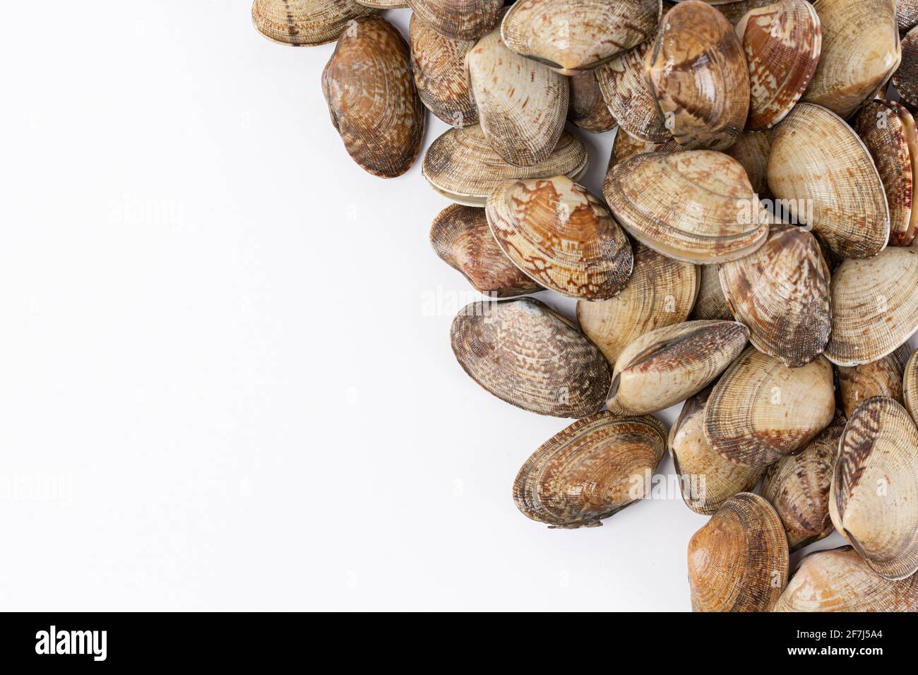 manila clam, white background Stock Photo - Alamy