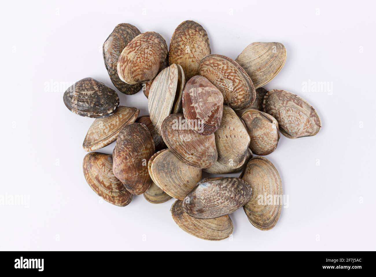manila clam, white background Stock Photo - Alamy