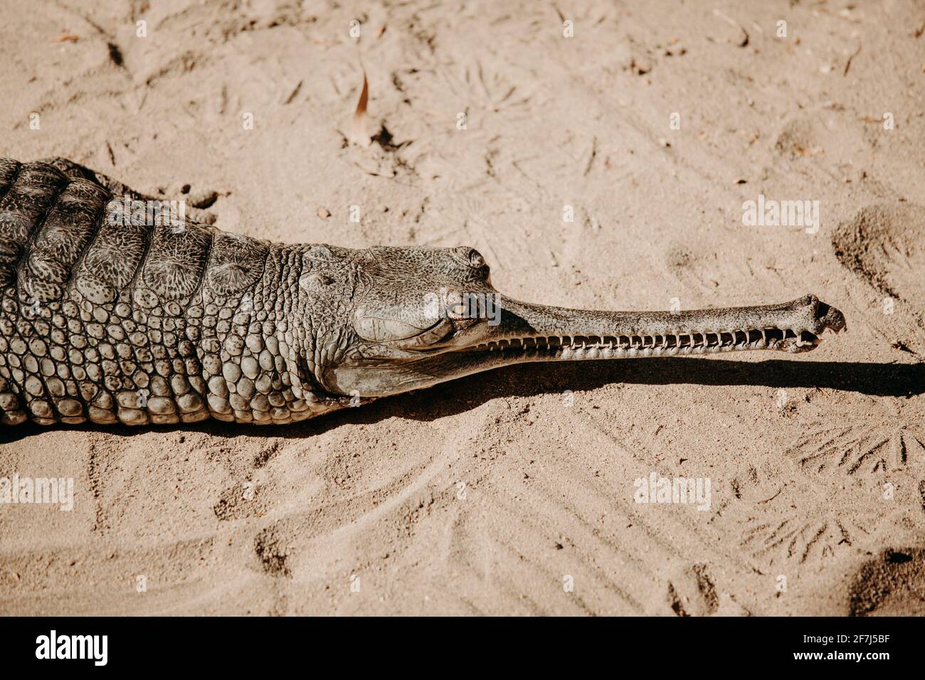 Indian crocodile hi-res stock photography and images - Alamy