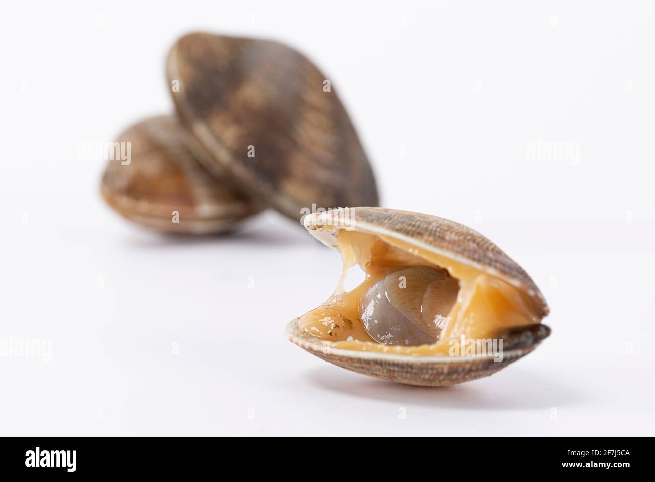 manila clam, white background Stock Photo - Alamy