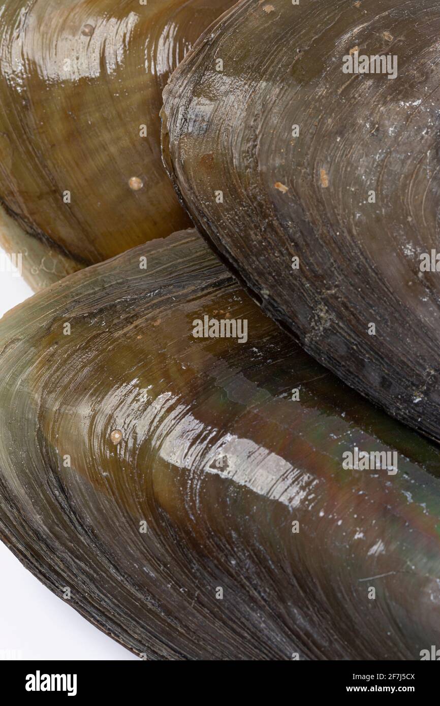 Pen shells hi-res stock photography and images - Alamy