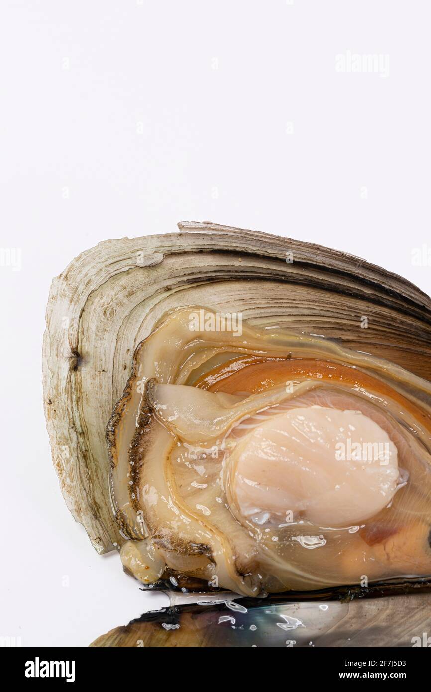 sliced pen shell, white background Stock Photo - Alamy
