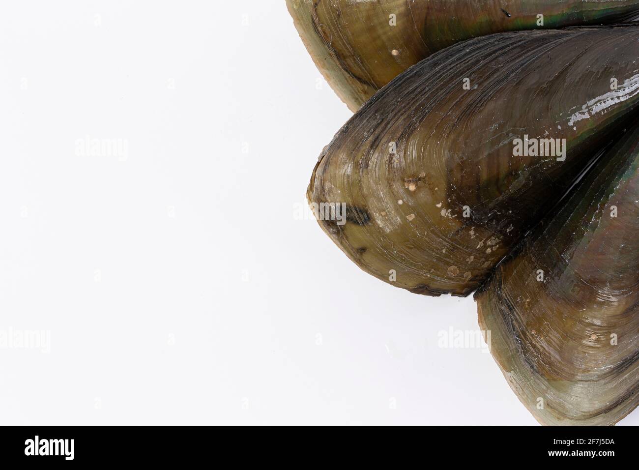 Pen Shells High Resolution Stock Photography and Images - Alamy