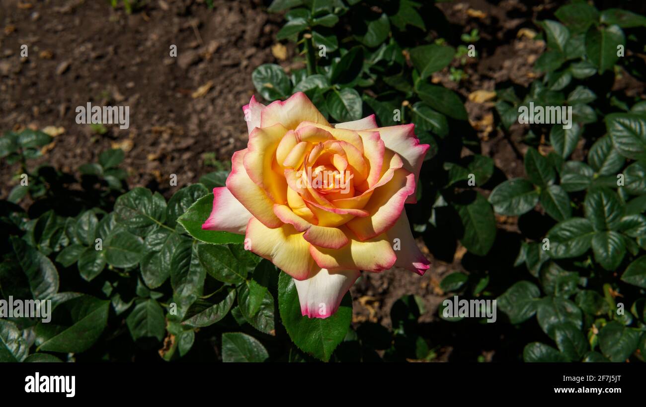 Peace bush rose hi-res stock photography and images - Alamy