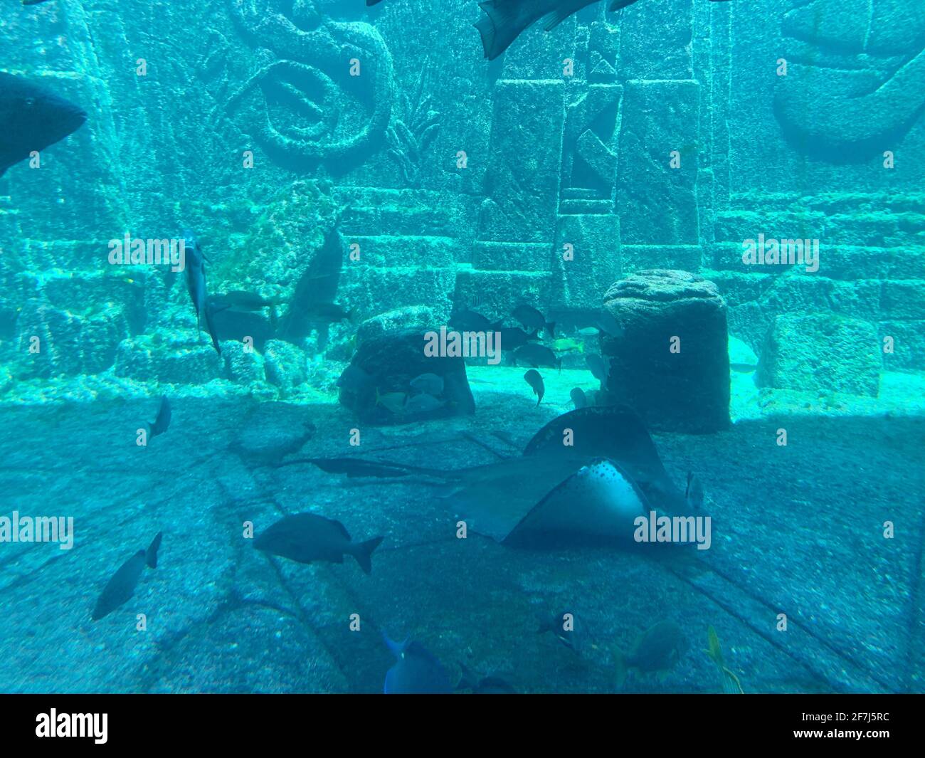 Underwater Aquarium scene with fish Stock Photo - Alamy