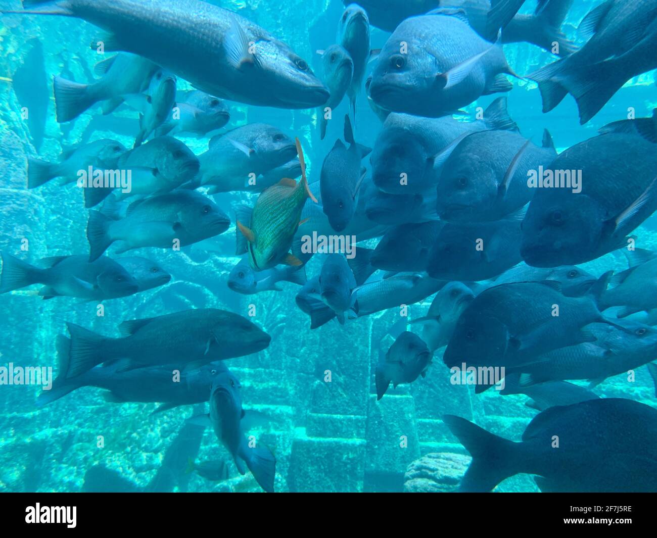 Underwater Aquarium scene with fish Stock Photo - Alamy
