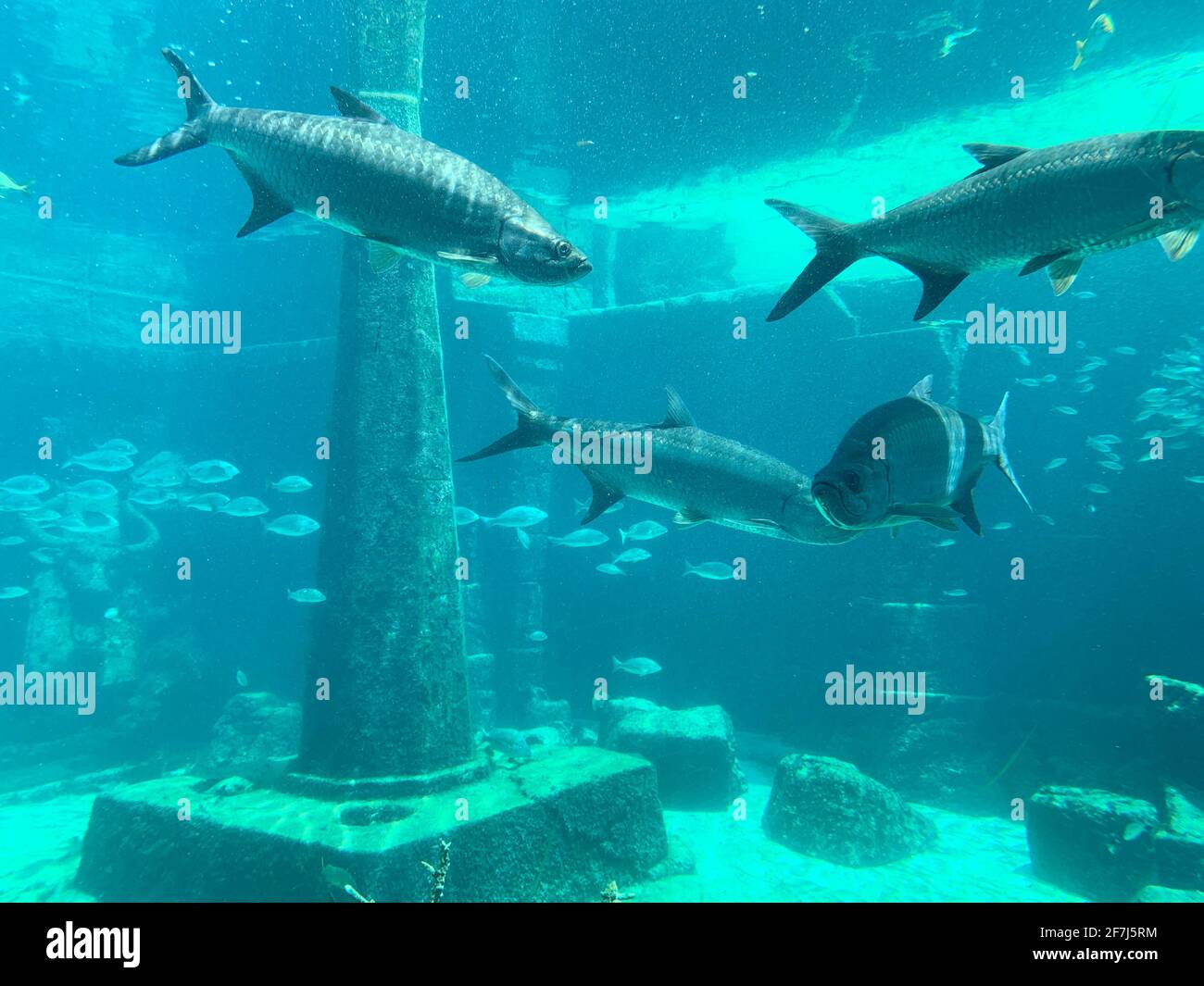 Undersea undersea undersea undersea scene hi-res stock photography and ...