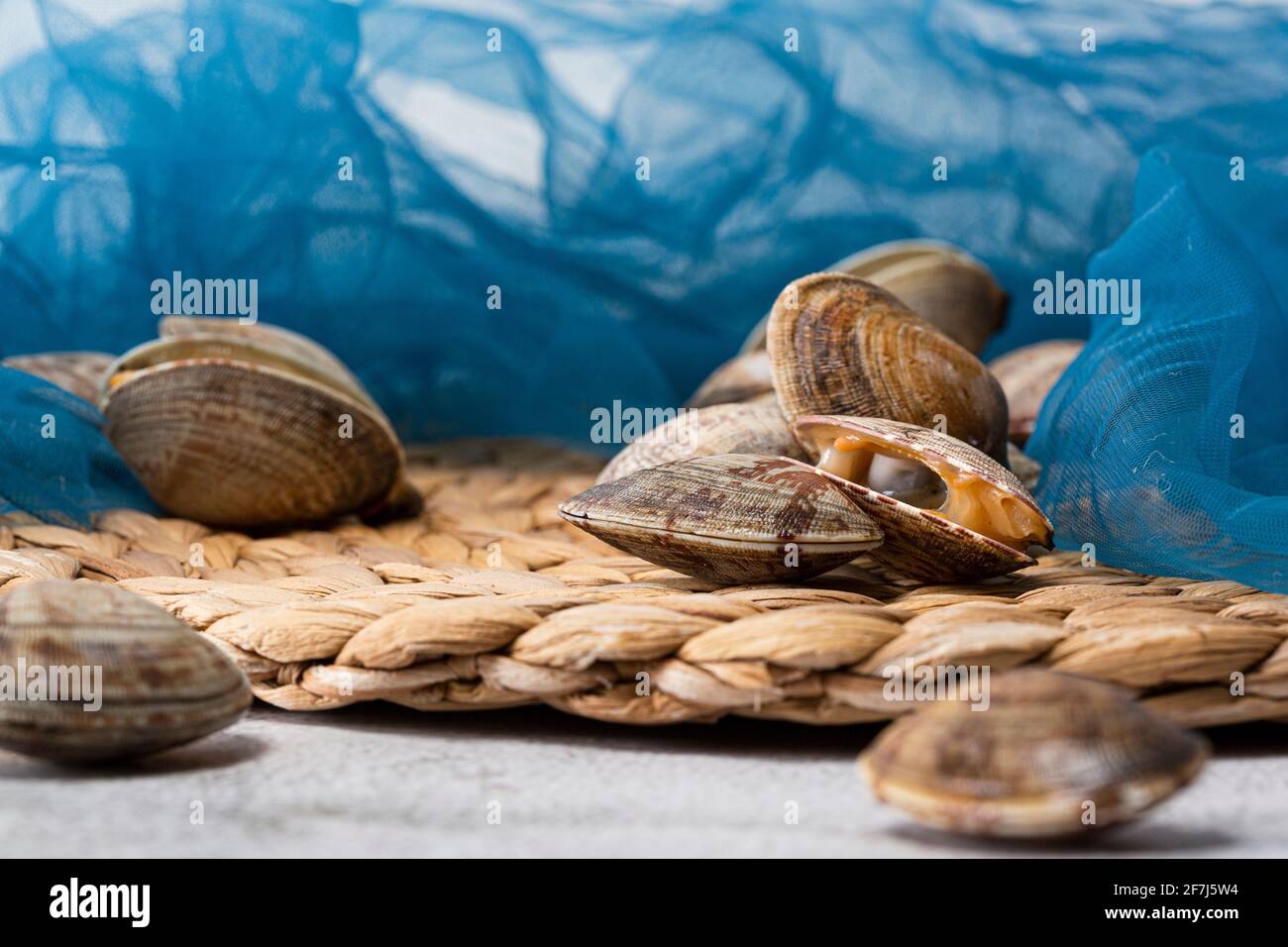 manila clam, fish net background Stock Photo - Alamy