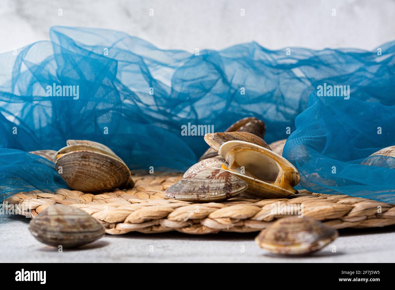 manila clam, fish net background Stock Photo - Alamy