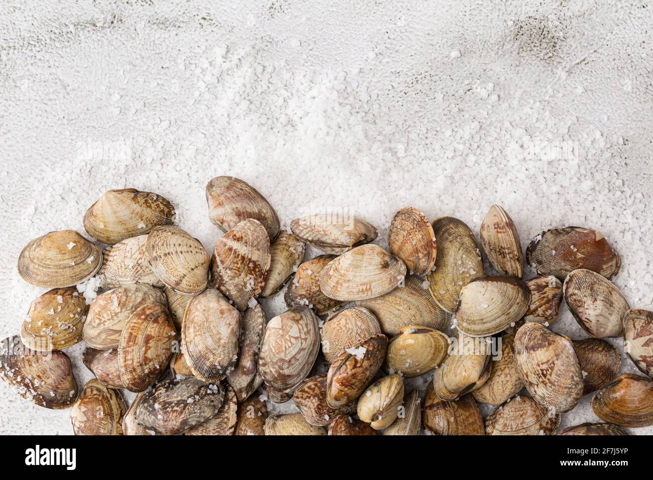 salted manila clam, white background Stock Photo - Alamy