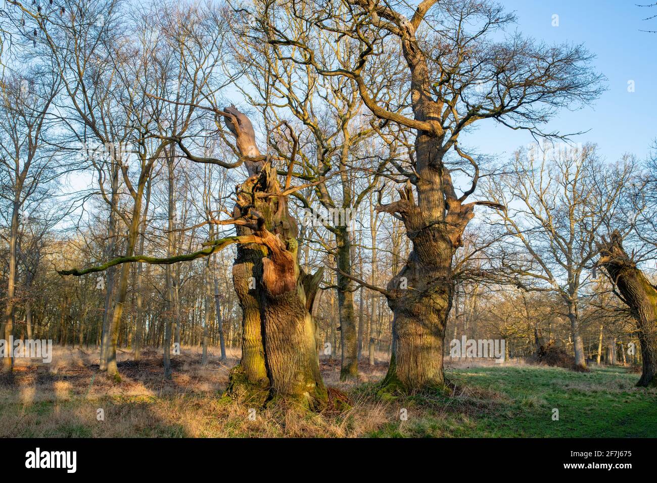 Old oak trees in the early morning. Blenheim palace park. Woodstock ...