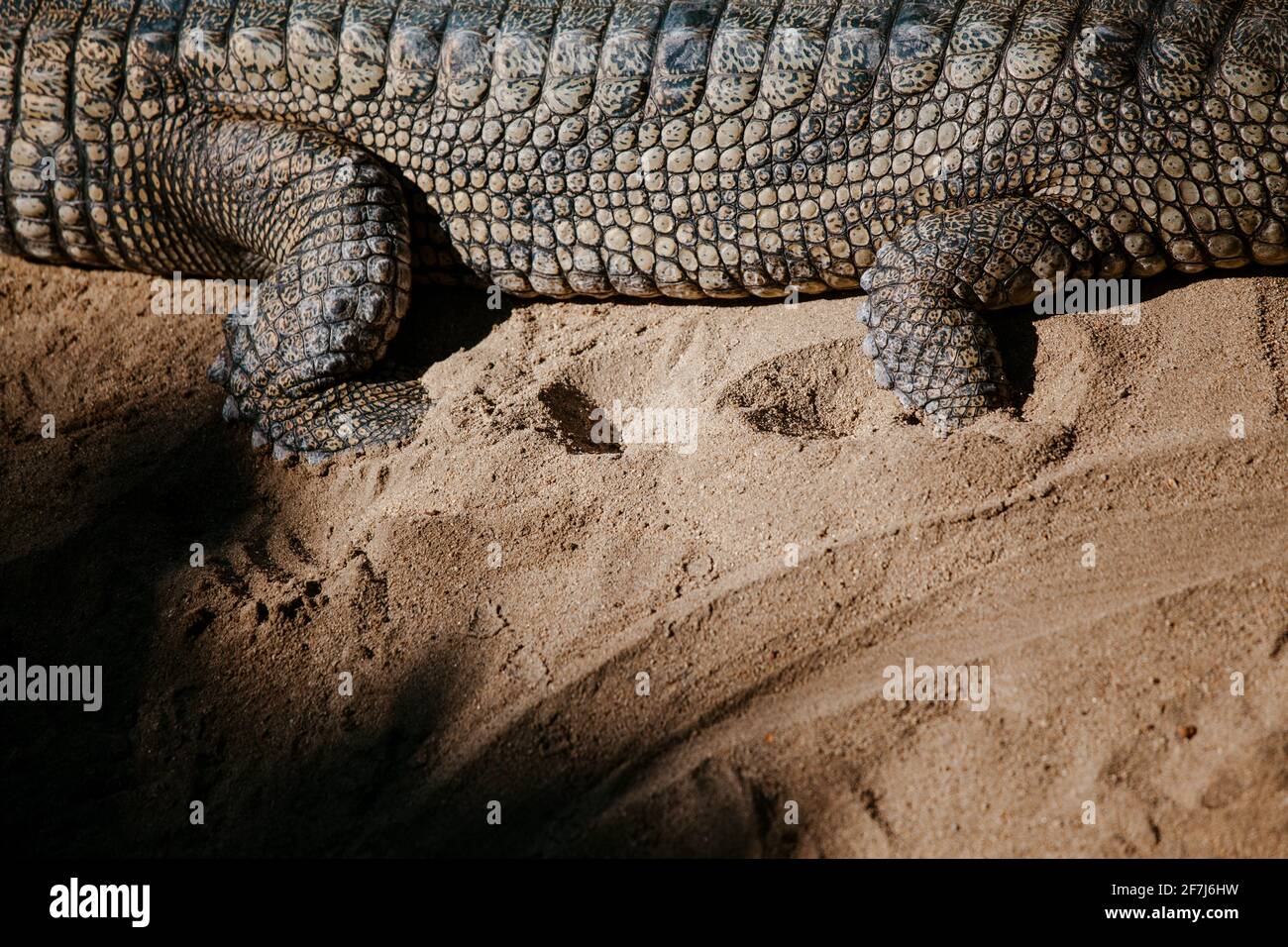 Gharial - full body and close up detail shots. Indian crocodile Stock ...