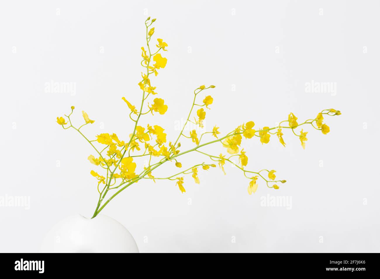 yellow flower, white background Stock Photo - Alamy