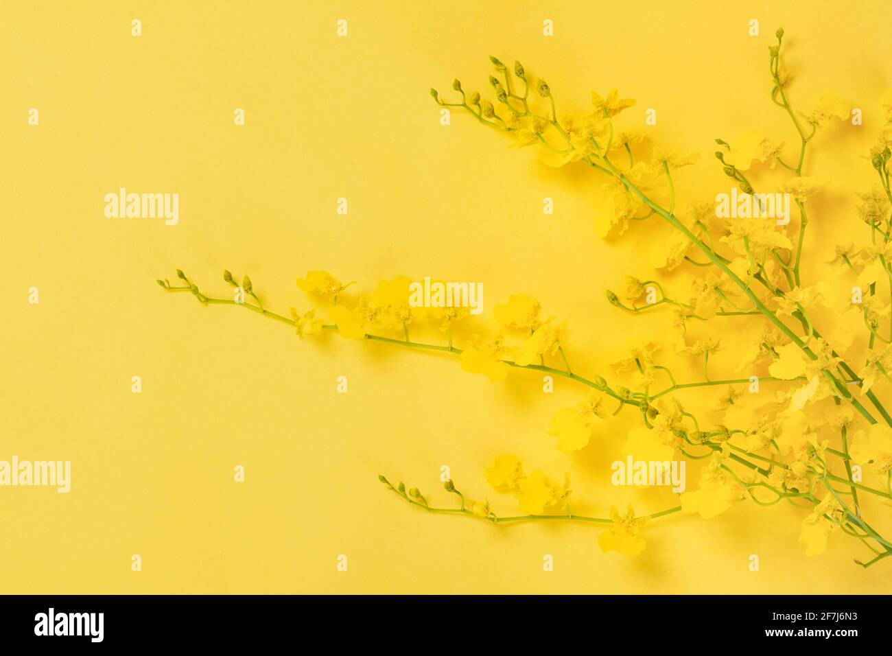 yellow fower, yellow background Stock Photo - Alamy