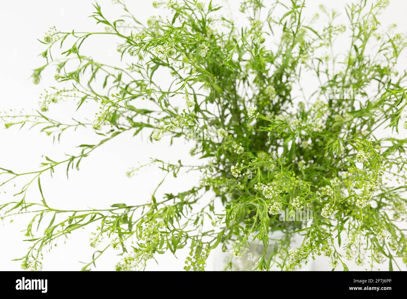 Green props hi-res stock photography and images - Alamy