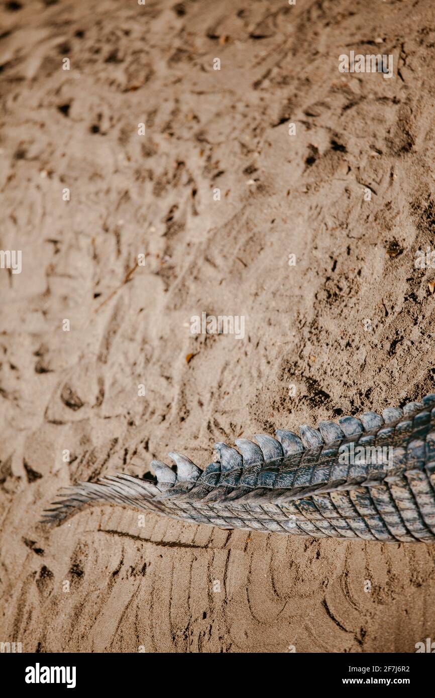 Indian crocodile hi-res stock photography and images - Alamy