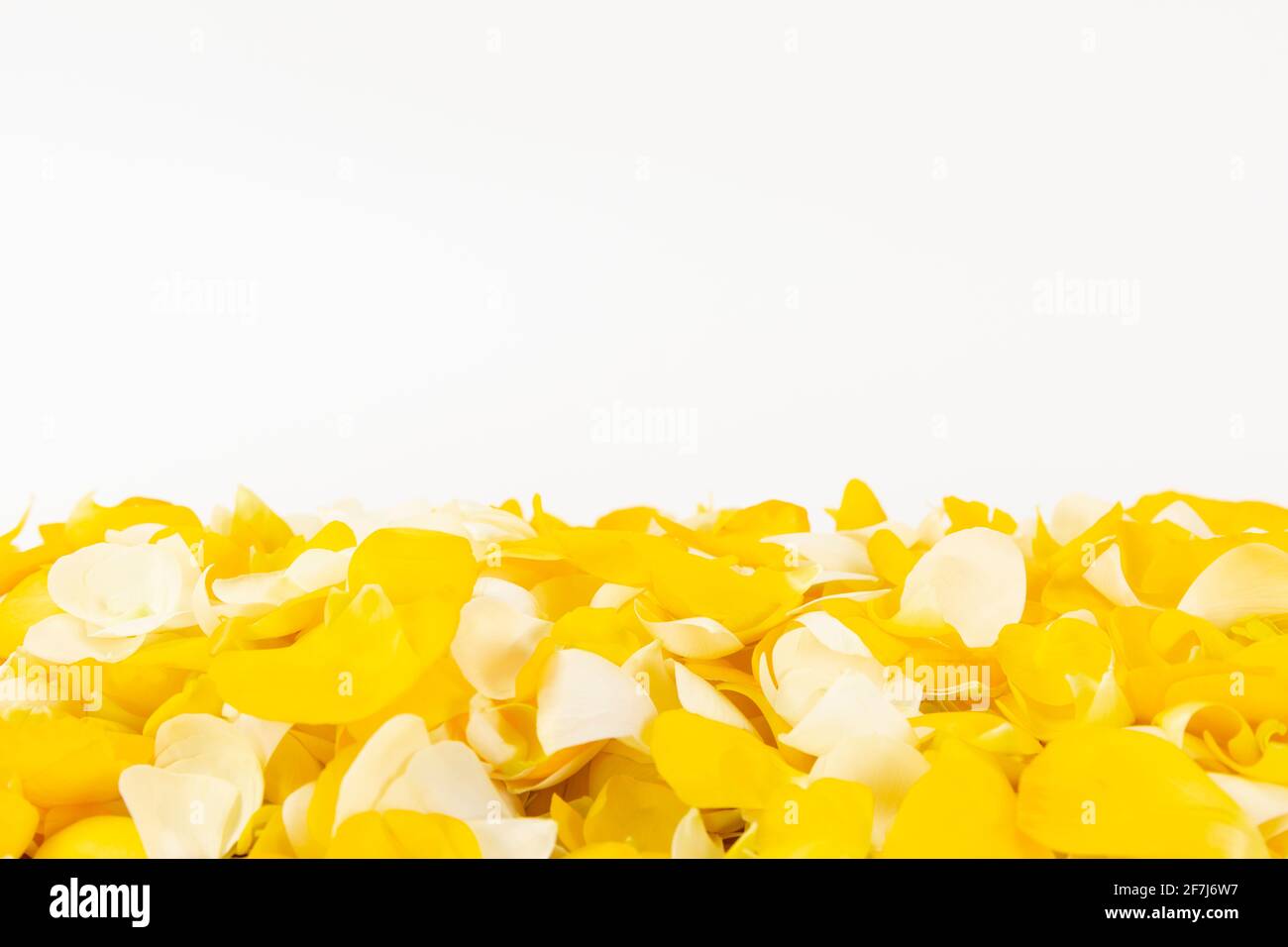 yellow fower, white background Stock Photo - Alamy