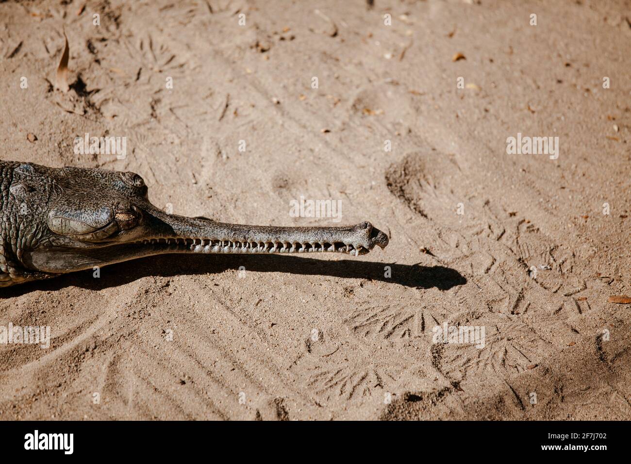 Gharial - full body and close up detail shots. Indian crocodile Stock ...