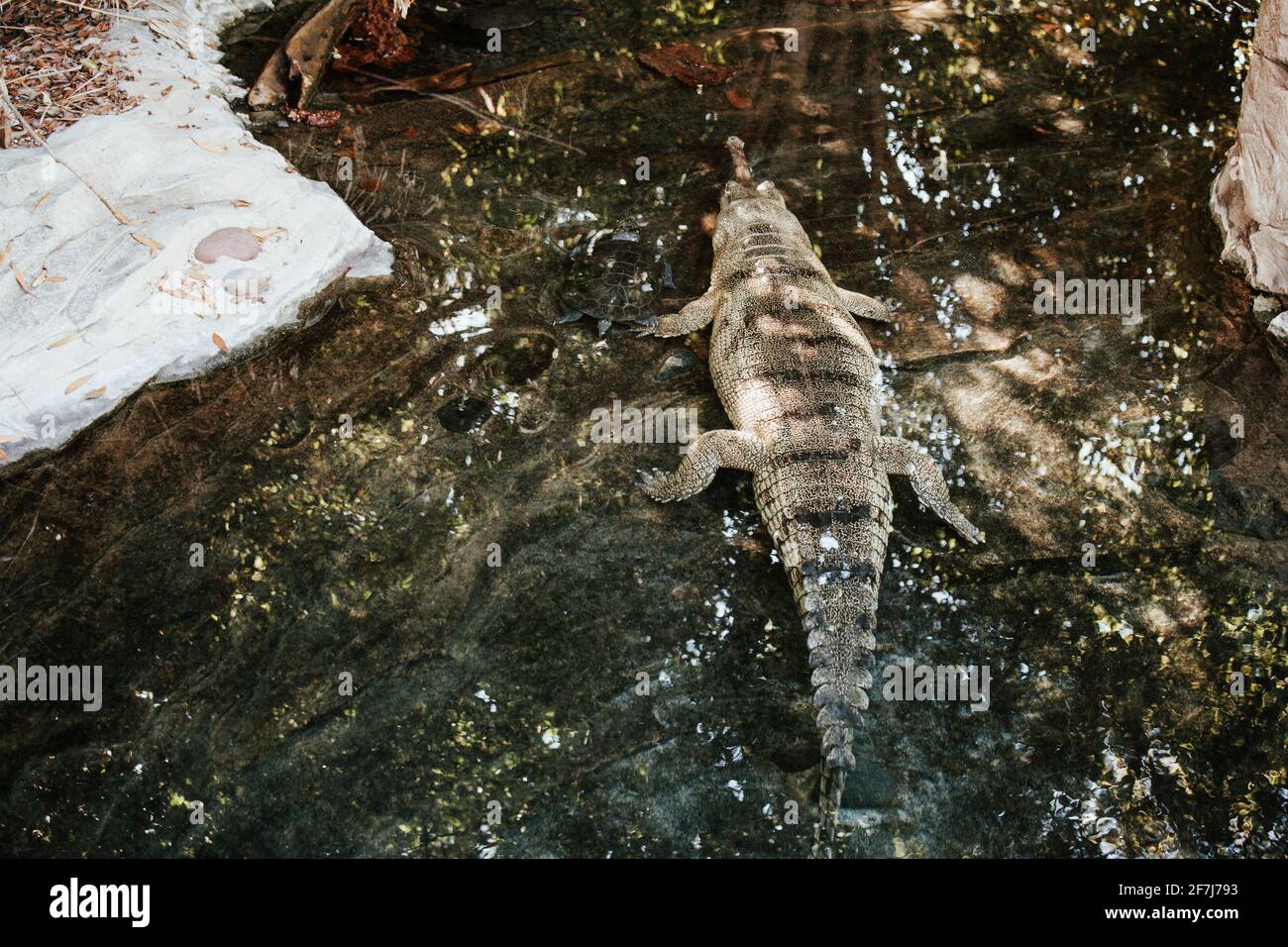 Gharial - full body and close up detail shots. Indian crocodile Stock ...
