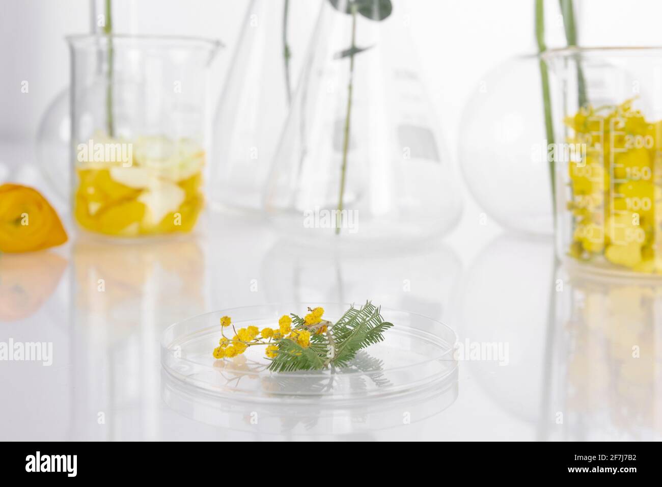 flower and plants in beaker, white background Stock Photo - Alamy
