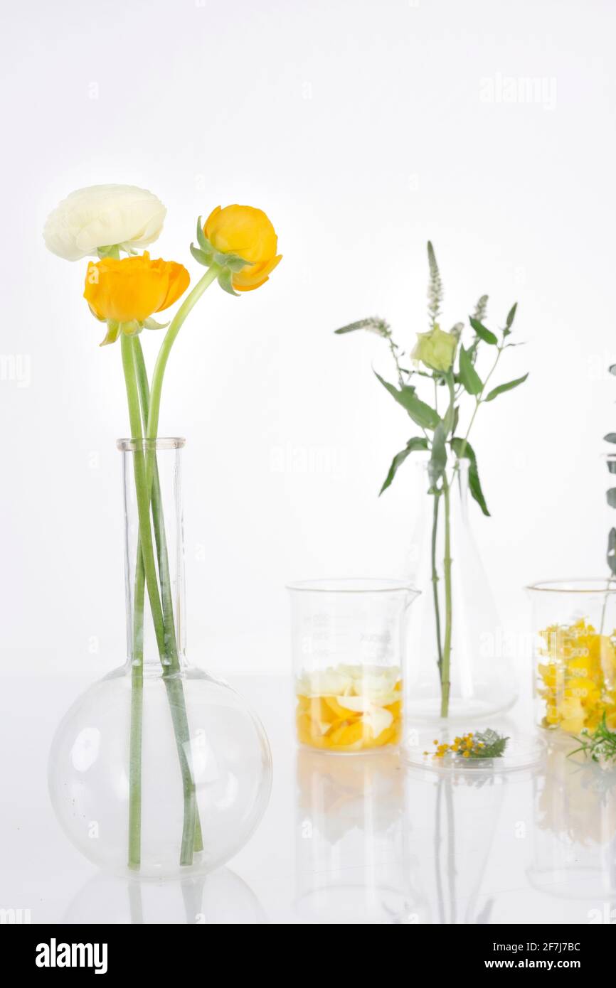 flower and plants in beaker, white background Stock Photo - Alamy