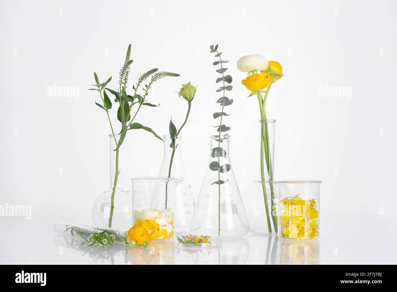 flower and plants in beaker, white background Stock Photo - Alamy