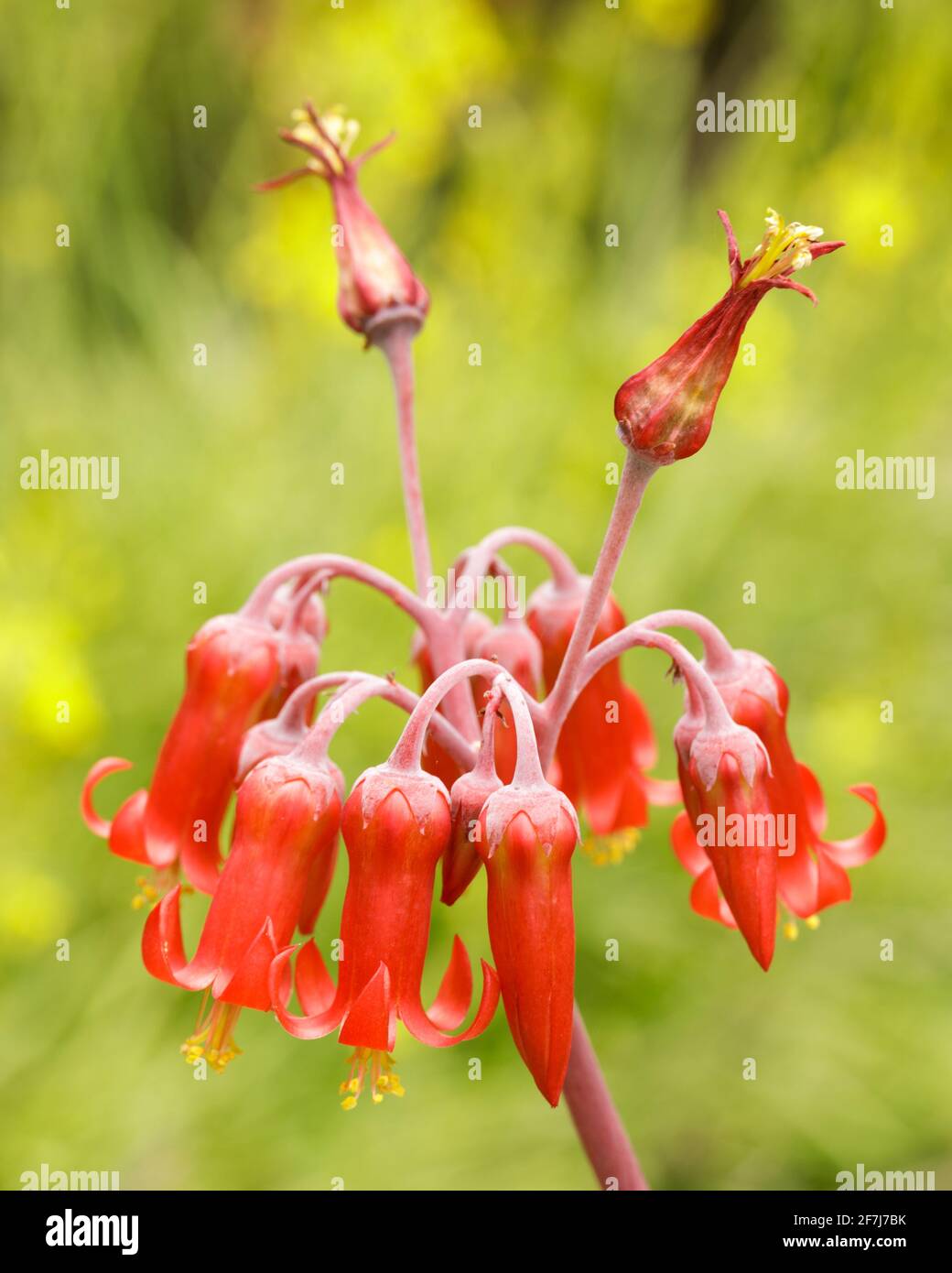 Cotyledon flower in Bloom Stock Photo - Alamy