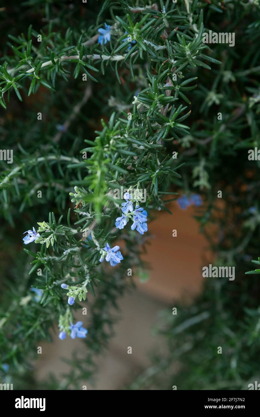greenery, plant and flower Stock Photo - Alamy