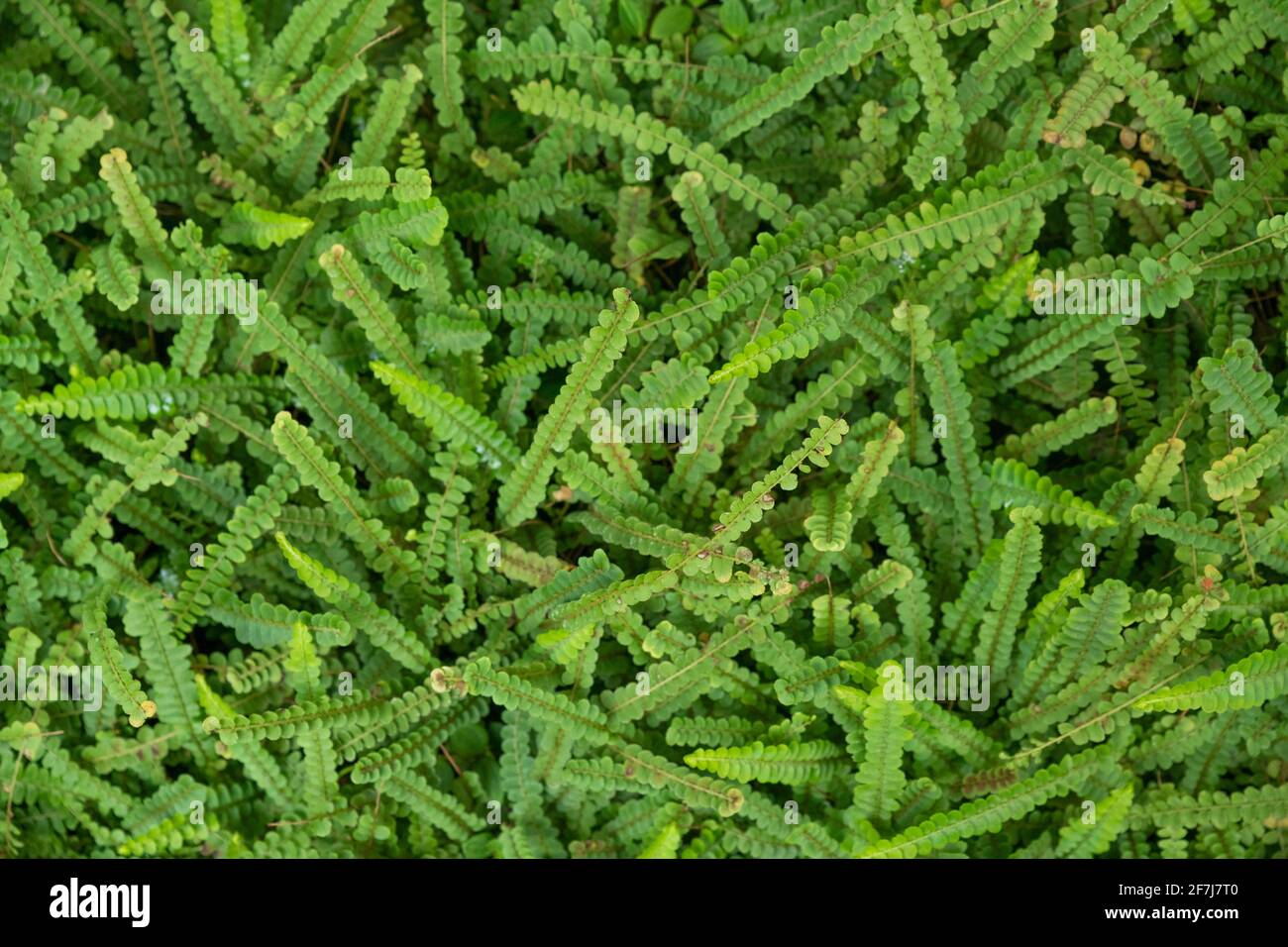 greenery concept, green plants and leaves Stock Photo - Alamy