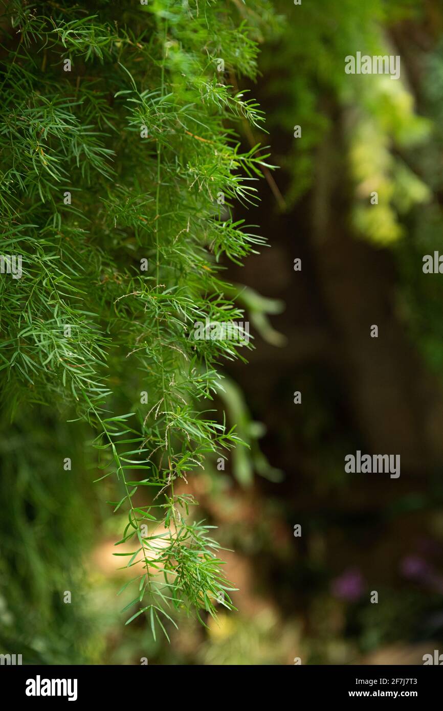 greenery concept, green plants and leaves Stock Photo - Alamy