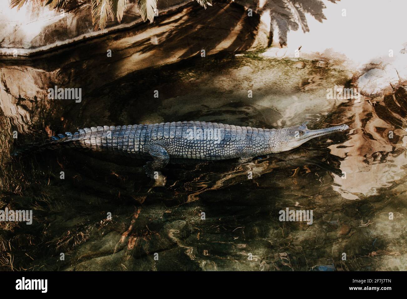 Gharial - full body and close up detail shots. Indian crocodile Stock ...