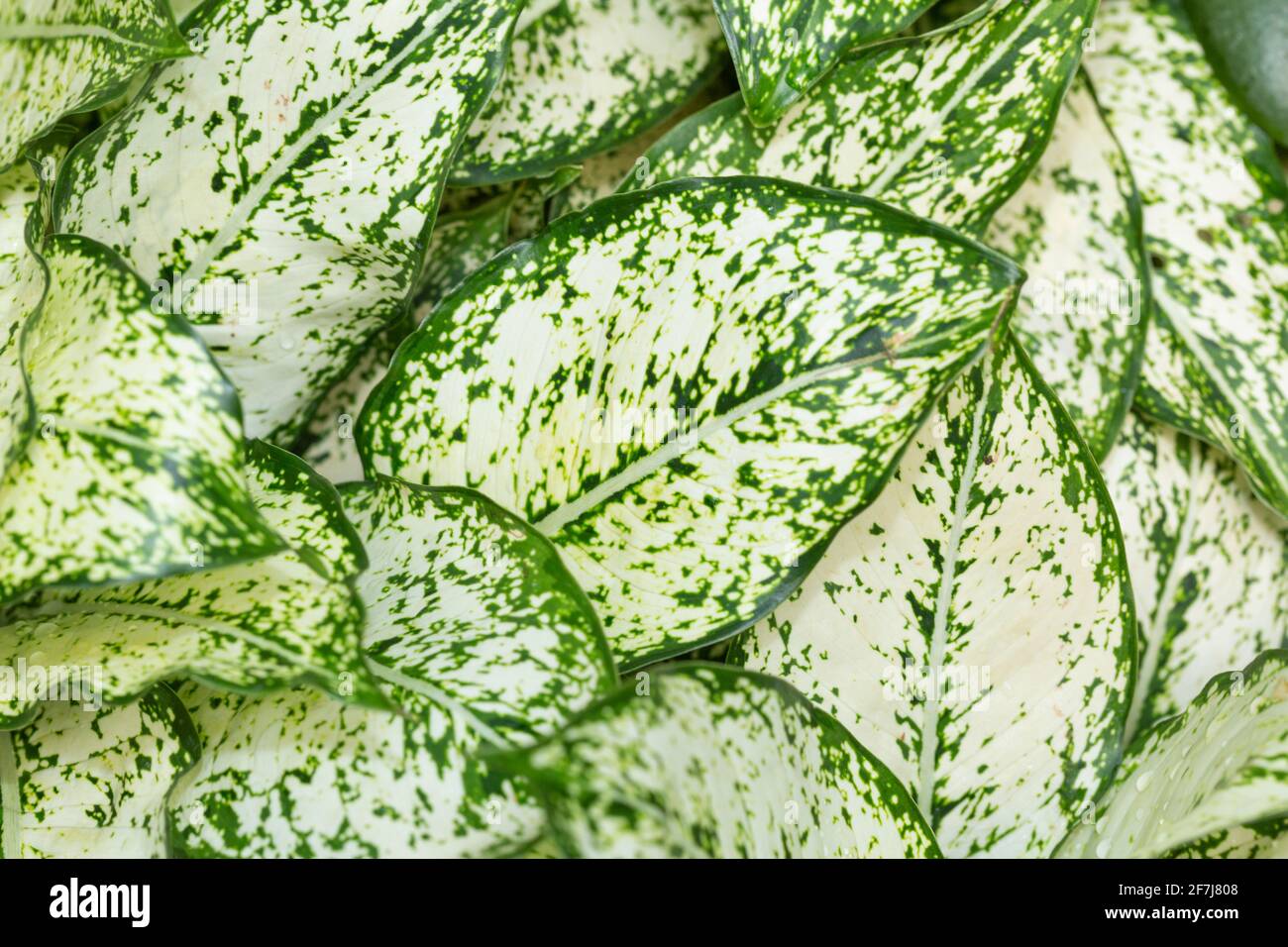 greenery concept, green plants and leaves Stock Photo - Alamy