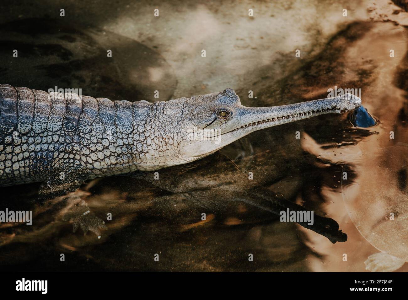 Gharial - full body and close up detail shots. Indian crocodile Stock ...