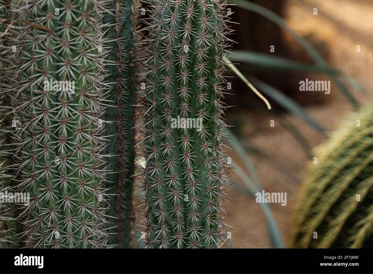 assorted cactus plant Stock Photo - Alamy
