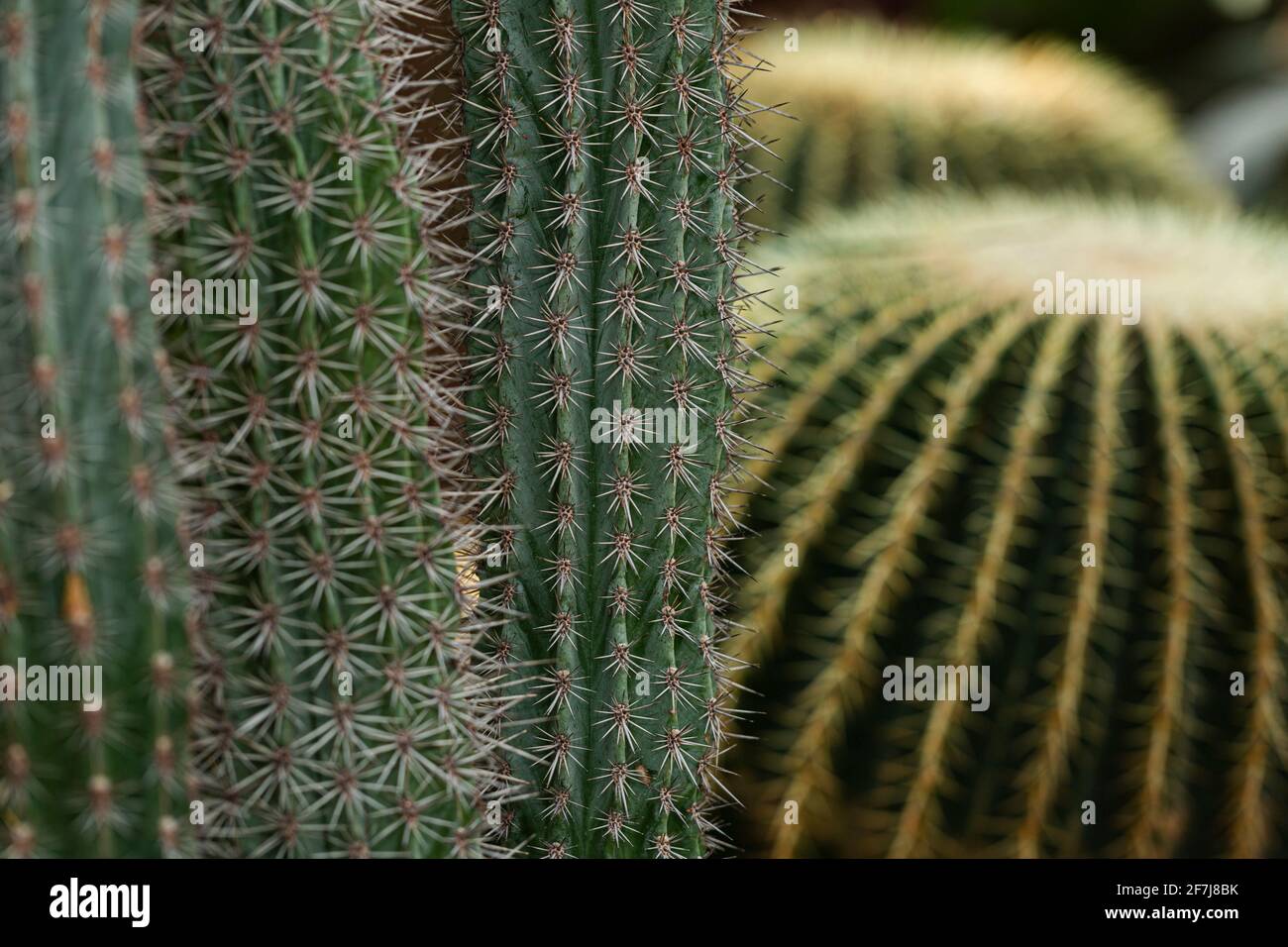 Assorted cactus hi-res stock photography and images - Alamy